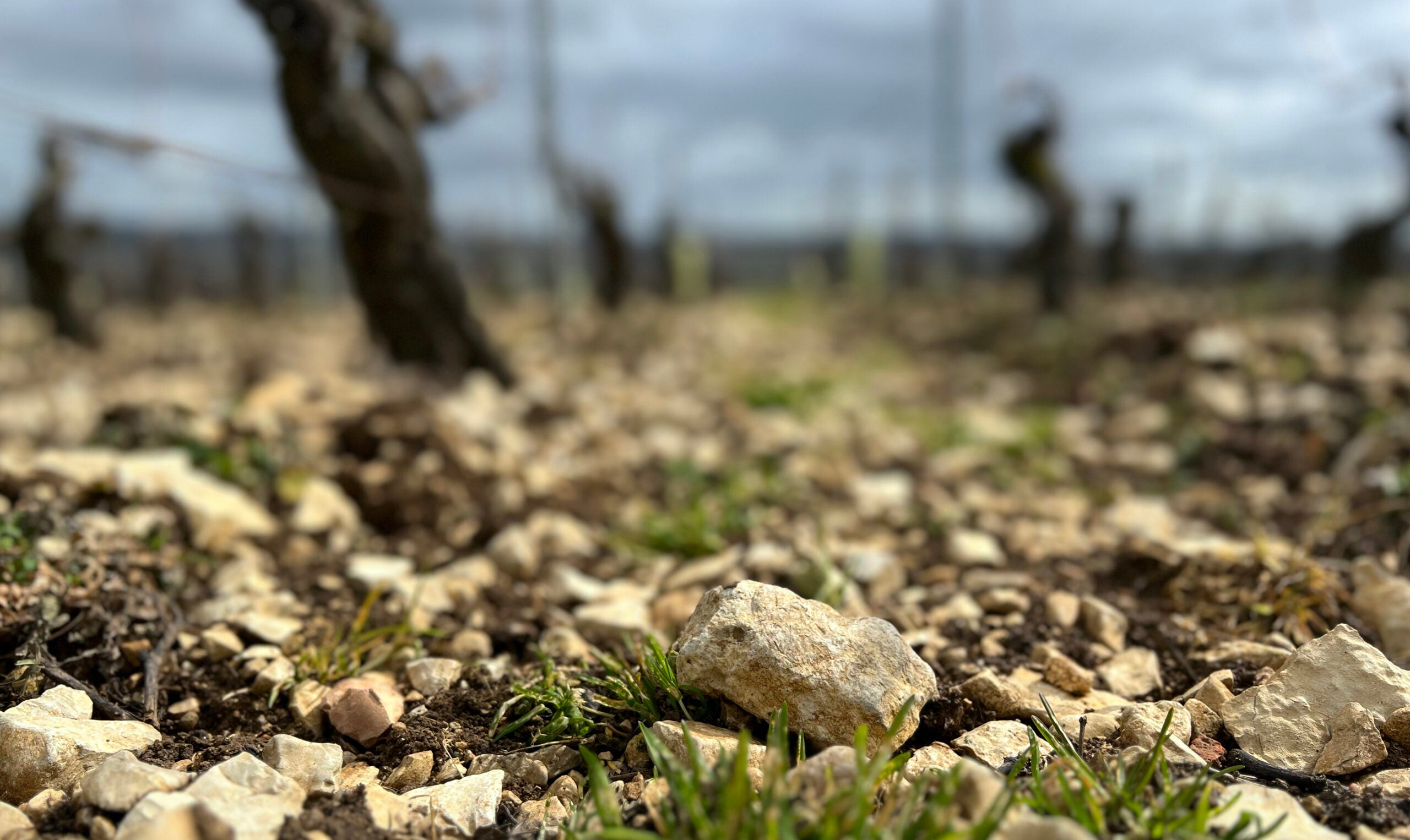 May 2023 Futures - Ansonia Wines